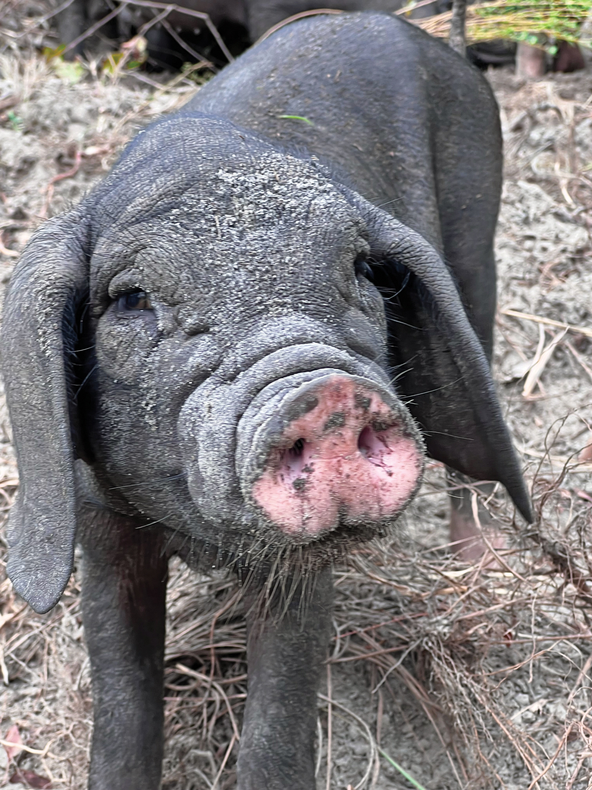 Meishan Pig Facts - Grit